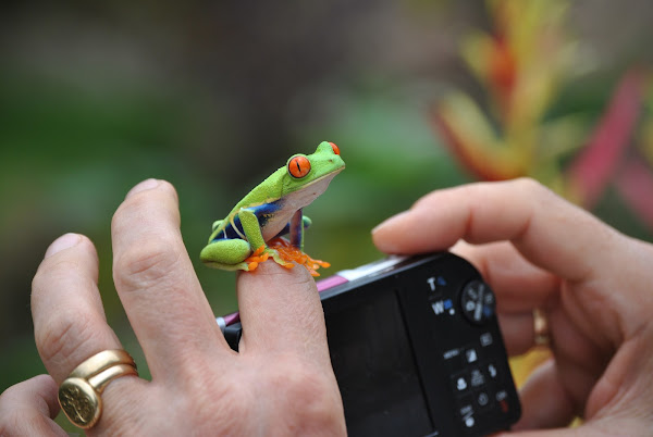 Red-eyed Tree Frog | Project Noah