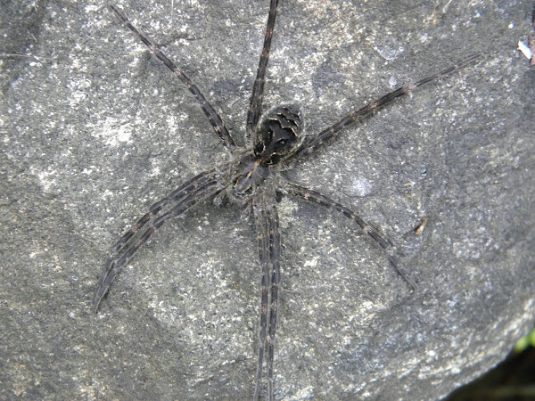 Dock Spider | Project Noah