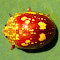 Spotted Paropsine Beetle | Project Noah