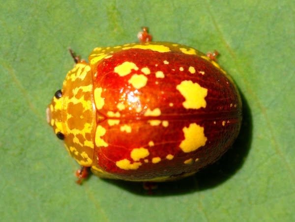 Spotted Paropsine Beetle | Project Noah