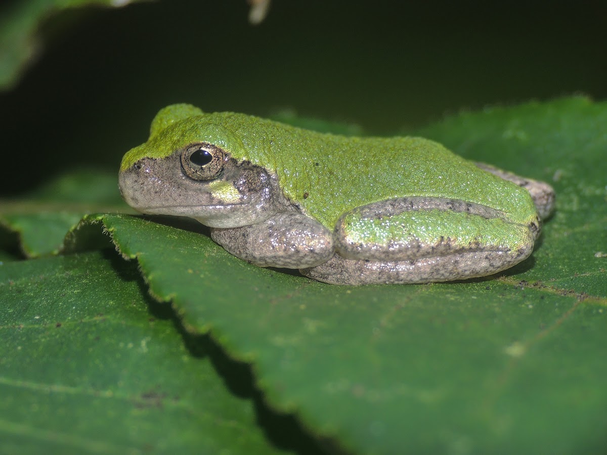 Cope's gray tree frog | Project Noah