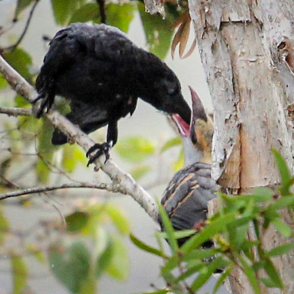 Channel-billed Cuckoo being fed by Raven | Project Noah