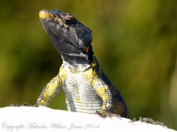 Crag Lizard | Project Noah