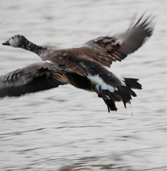 Snow x Canada Goose hybrid | Project Noah