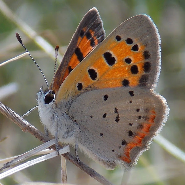 American Copper | Project Noah