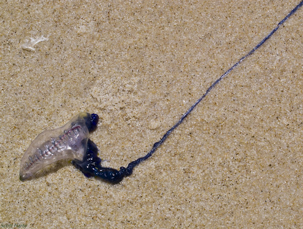 Blue Bottle | Project Noah