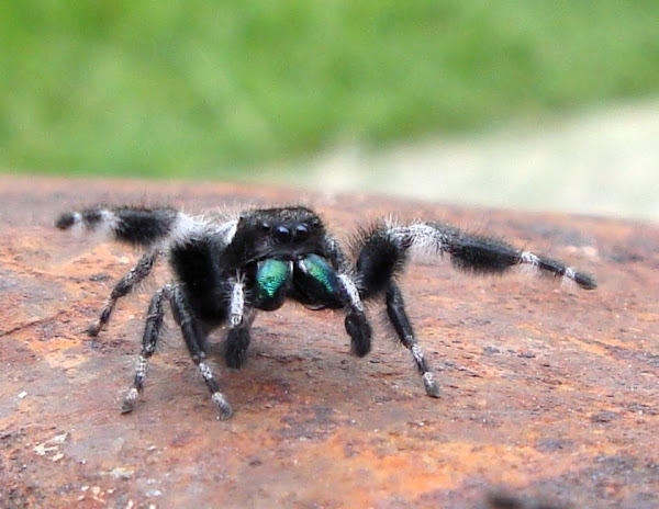 Red-Backed & Daring Jumping Spiders | Project Noah