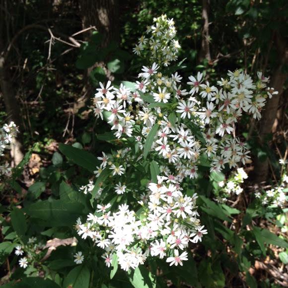 Calico Aster | Project Noah