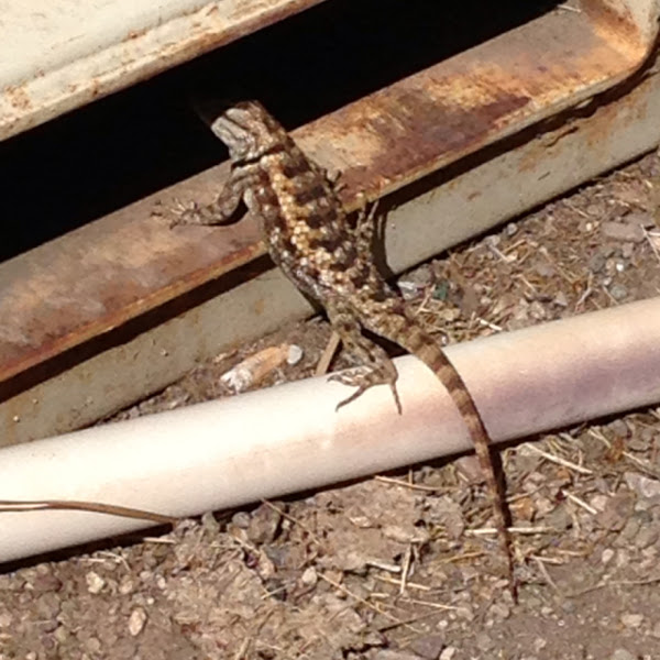 Twin-spotted Spiny Lizard | Project Noah