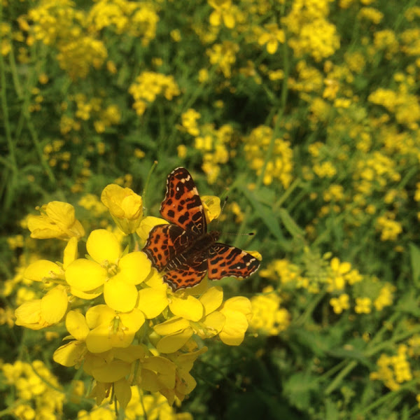 The map | Project Noah