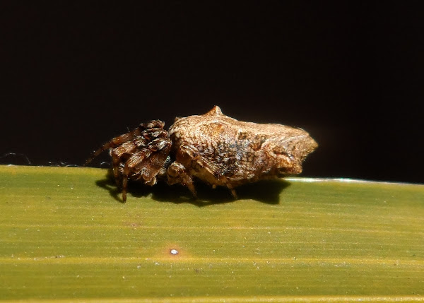 Cyclosa | Project Noah