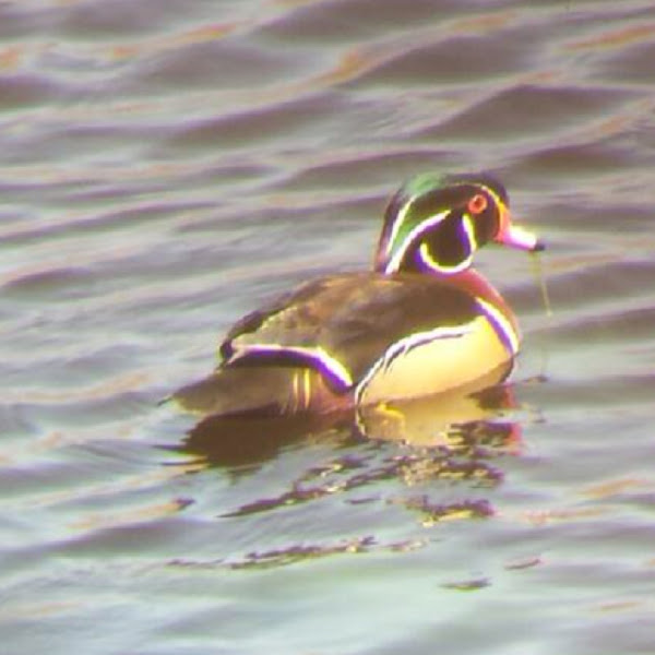 Wood Duck | Project Noah