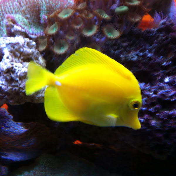 Yellow Tang | Project Noah