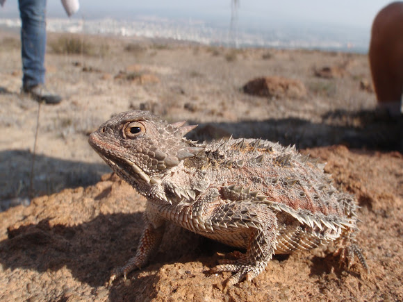 Horned lizards | Project Noah