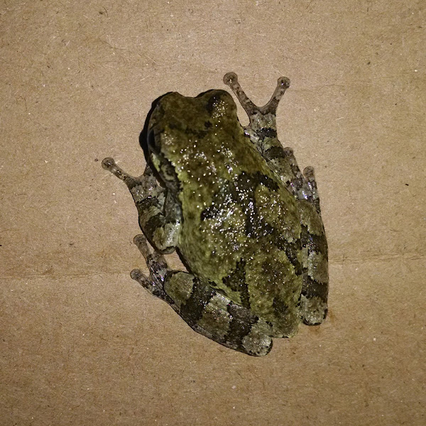 Cope's Gray Tree Frog | Project Noah