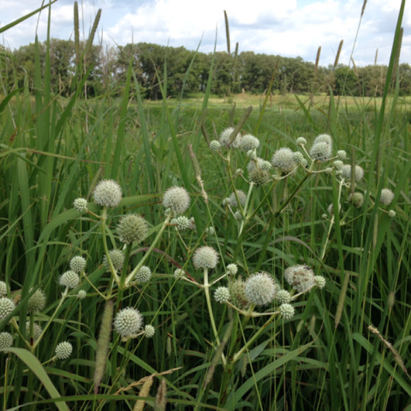 Rattlesnake Master or Button Snake-Root | Project Noah