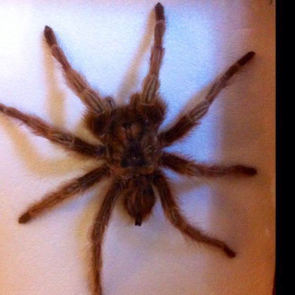 Araña "pollito" chilena. | Project Noah