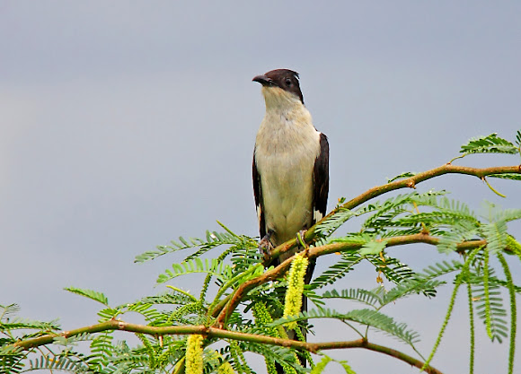 Jacobin Cuckoo | Project Noah