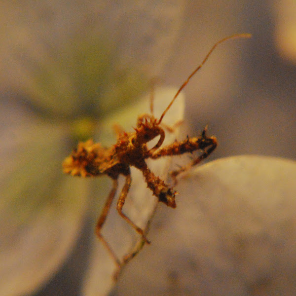 Spined Assassin Bug | Project Noah