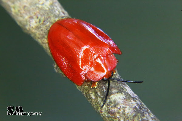 Red tortoise beetle | Project Noah