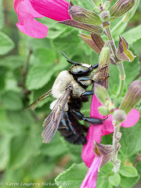 Eastern carpenter bee | Project Noah