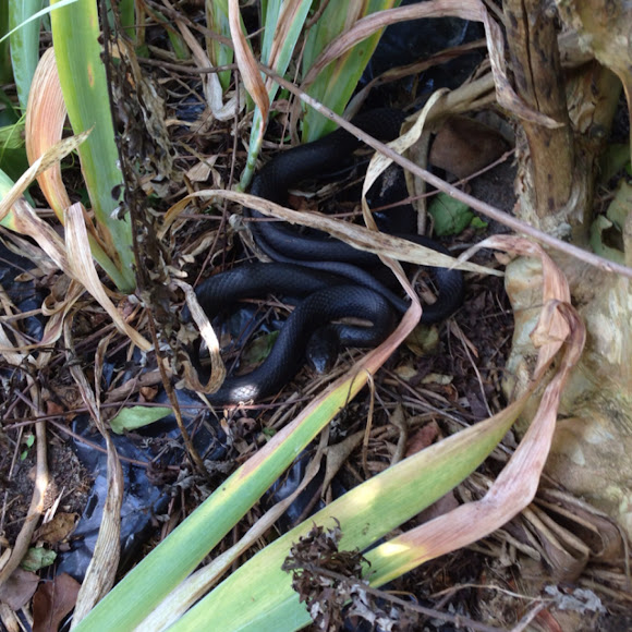 Eastern Rat Snake | Project Noah