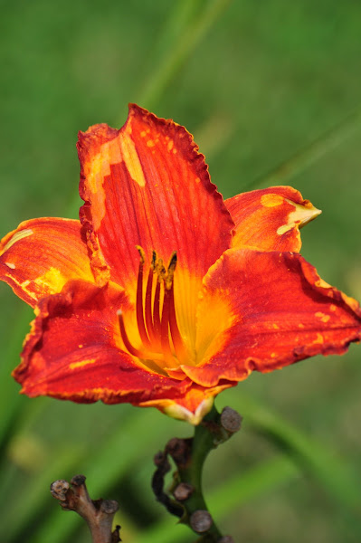 Day Lily | Project Noah
