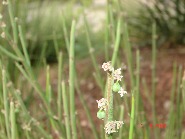 candelilla | Project Noah