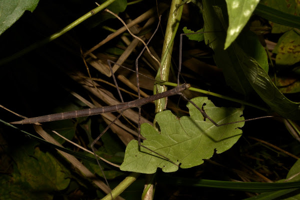 Stick Insect - Female | Project Noah