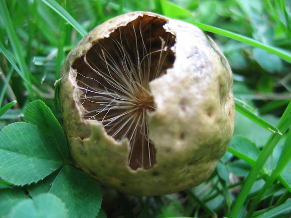 Oak Apple Gall | Project Noah