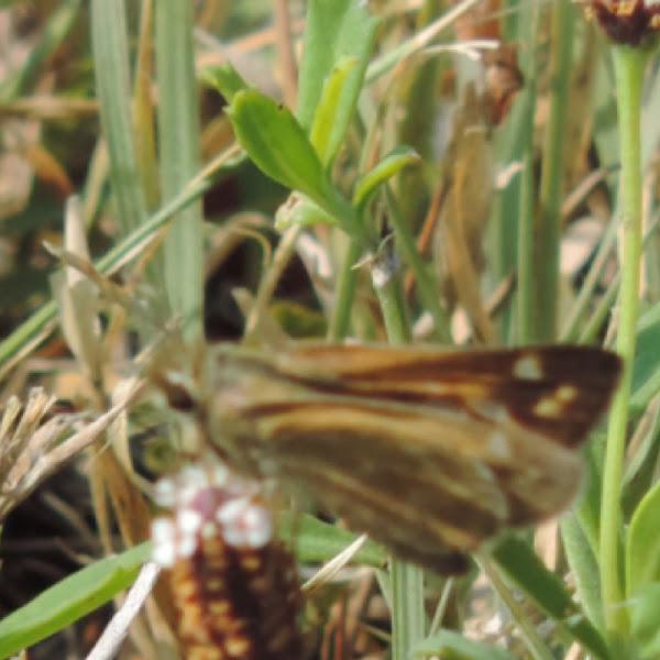 Sachem | Project Noah