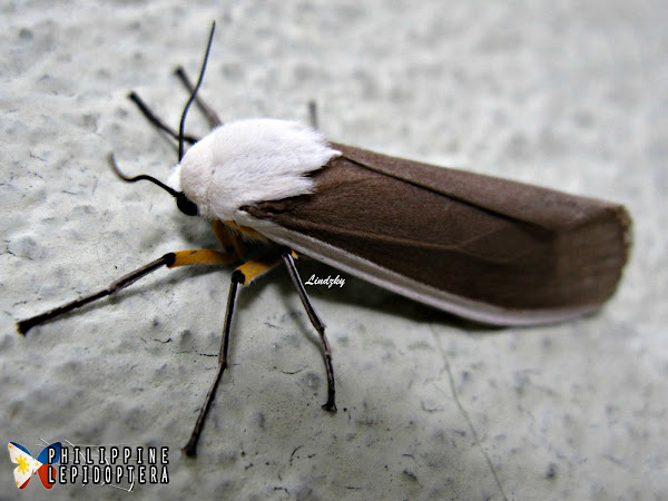 Erebid Moth | Project Noah