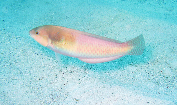 Slippery Dick Wrasse | Project Noah