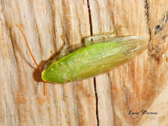 Cuban cockroach or green banana cockroach | Project Noah