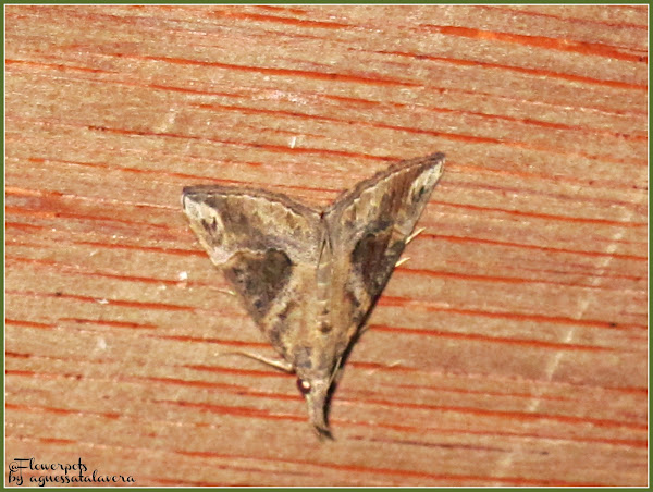 Lantana Defoliator Moth | Project Noah