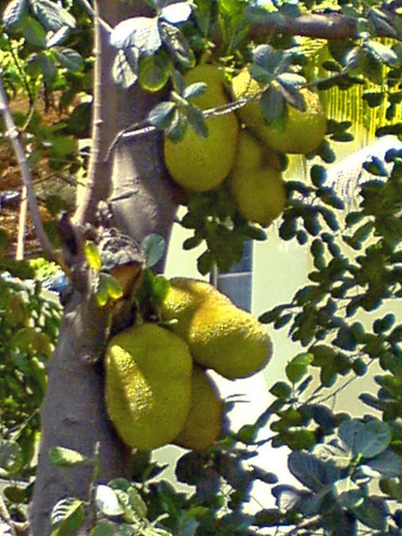 Jackfruit | Project Noah