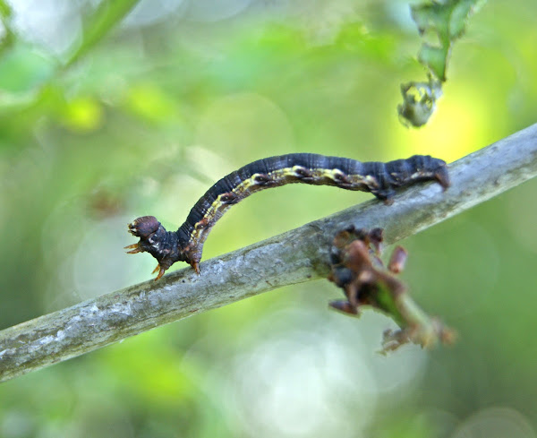 Mottled Umber Caterpillar | Project Noah