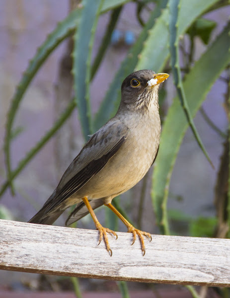 Austral Thrush | Project Noah