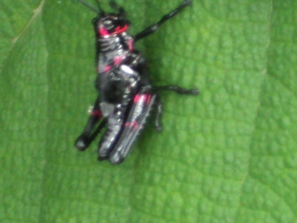 grilo preto | Project Noah