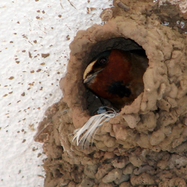 Cliff Swallow | Project Noah