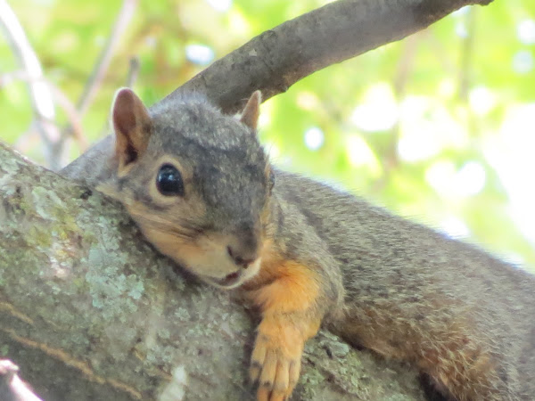 Fox Squirrel | Project Noah