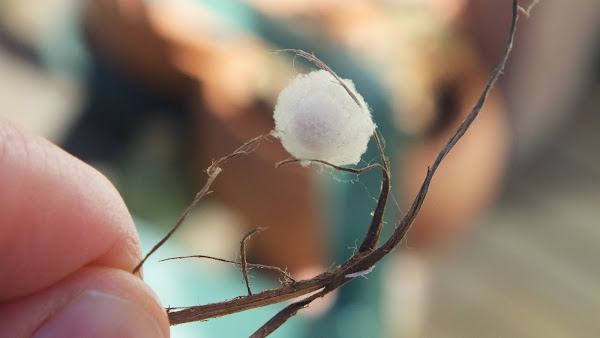 False Katipo | Project Noah