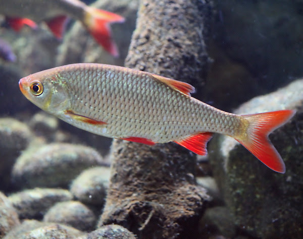 Common Roach | Project Noah