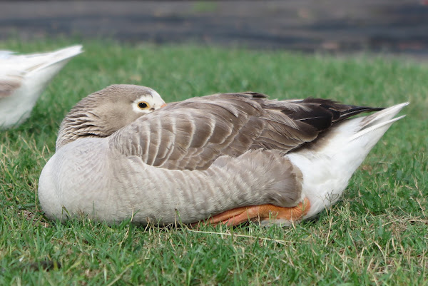Australian Settler Geese | Project Noah