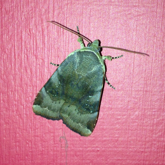 Lesser Broad-bordered Yellow Underwing | Project Noah