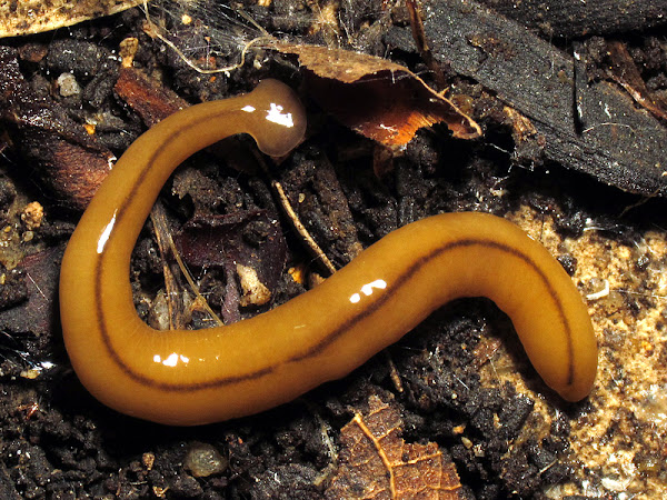 Flatworm | Project Noah