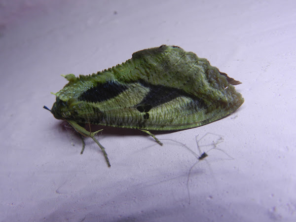 Fruit-piercing moth | Project Noah