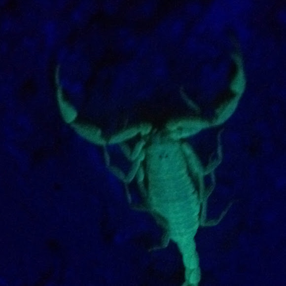 Florida bark scorpion | Project Noah