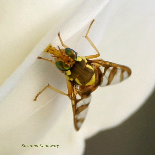 Breadfruit Fruit Fly | Project Noah