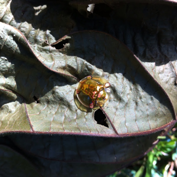 Asian Golden Tortoise Beetle | Project Noah